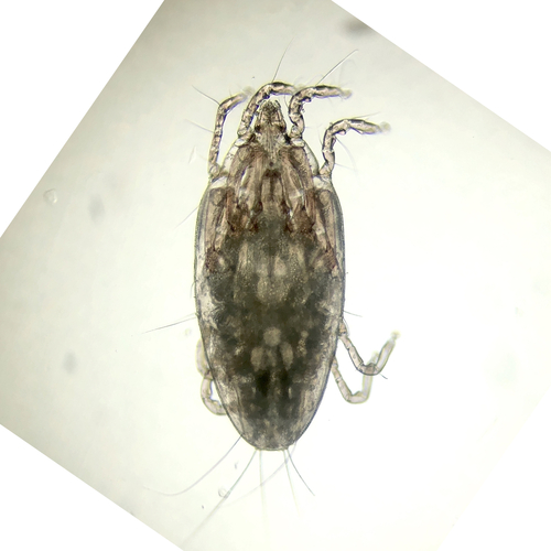 Genus Falculifer · iNaturalist United Kingdom