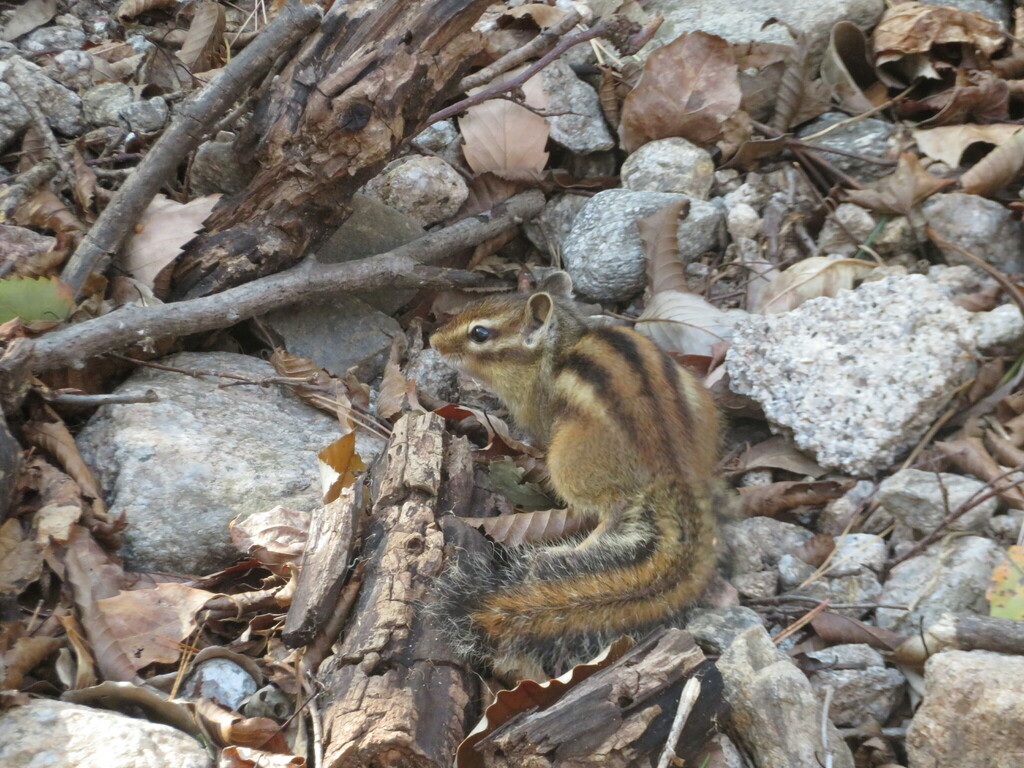 Siberian Chipmunk from Daepo-dong, Sokcho-si, Gangwon-do, South Korea ...