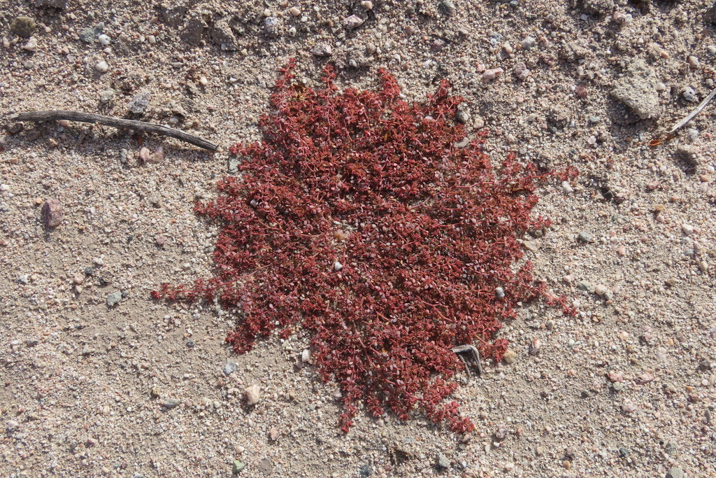 Sonoran Sandmat from Imperial County, CA, USA on January 5, 2024 at 11: ...