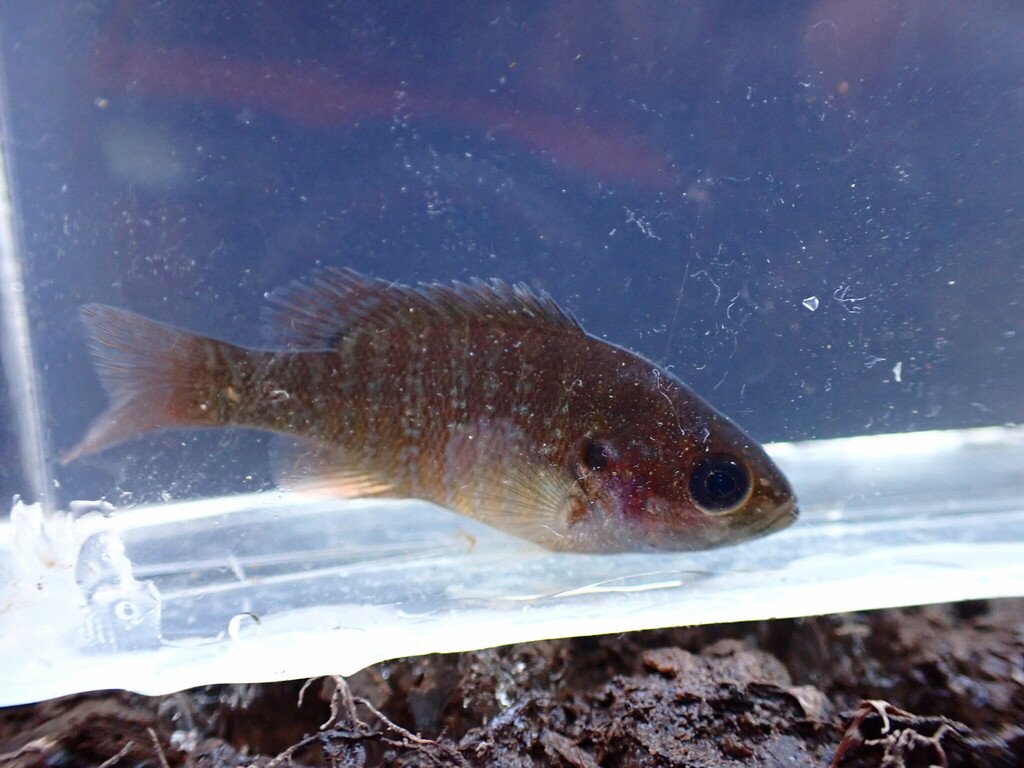 Green Sunfish from East Hanover, NJ, USA on January 5, 2024 at 04:03 PM ...