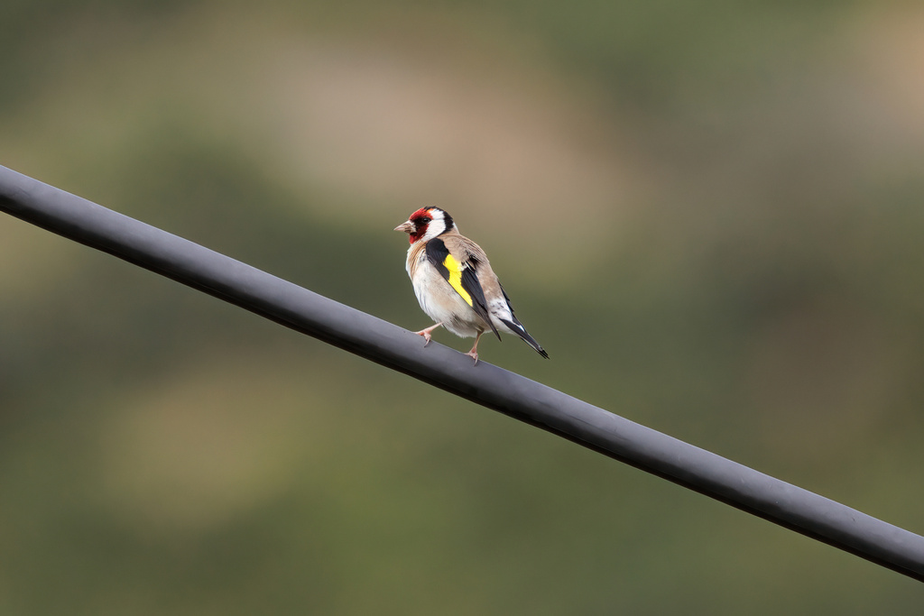 European Goldfinch from Mākara Beach, Wellington 6972, New Zealand on ...