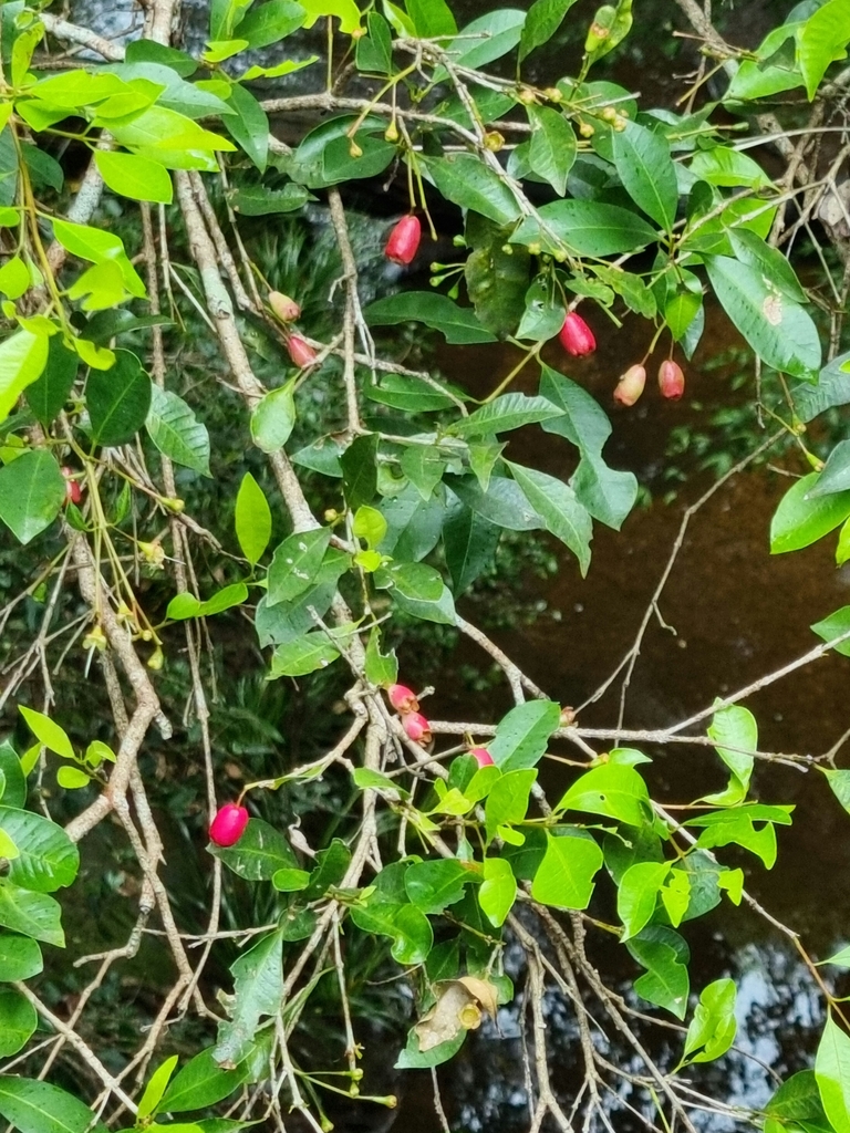 Waterberries from Burpengary QLD 4505, Australia on January 6, 2024 at ...
