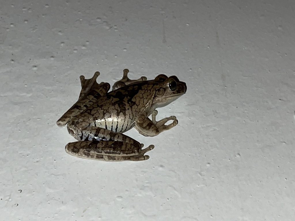 Gladiator Tree Frogs from Viterbo, Viterbo, Caldas, CO on January 5 ...