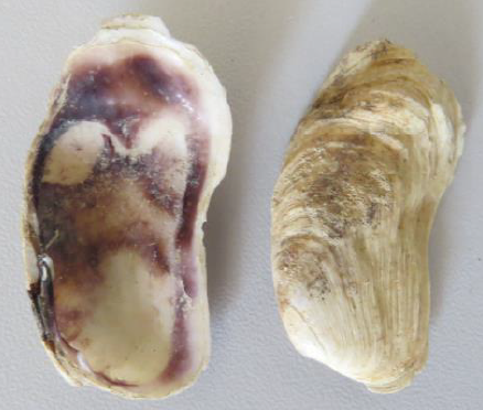 Neotrapezium sublaevigatum · iNaturalist