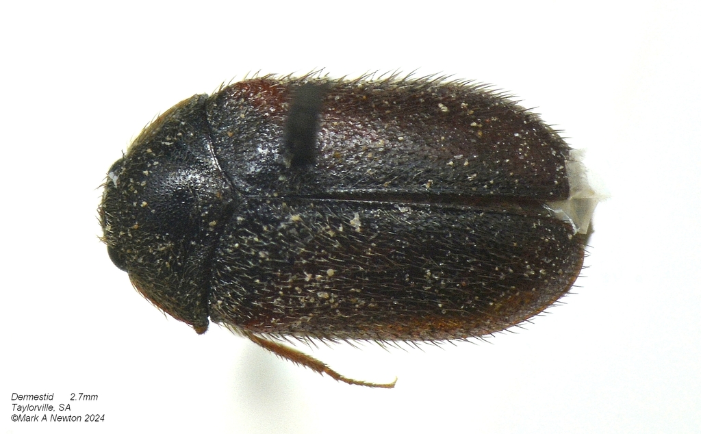 Trogoderma from Taylorville SA 5330, Australia on January 6, 2024 at 11 ...