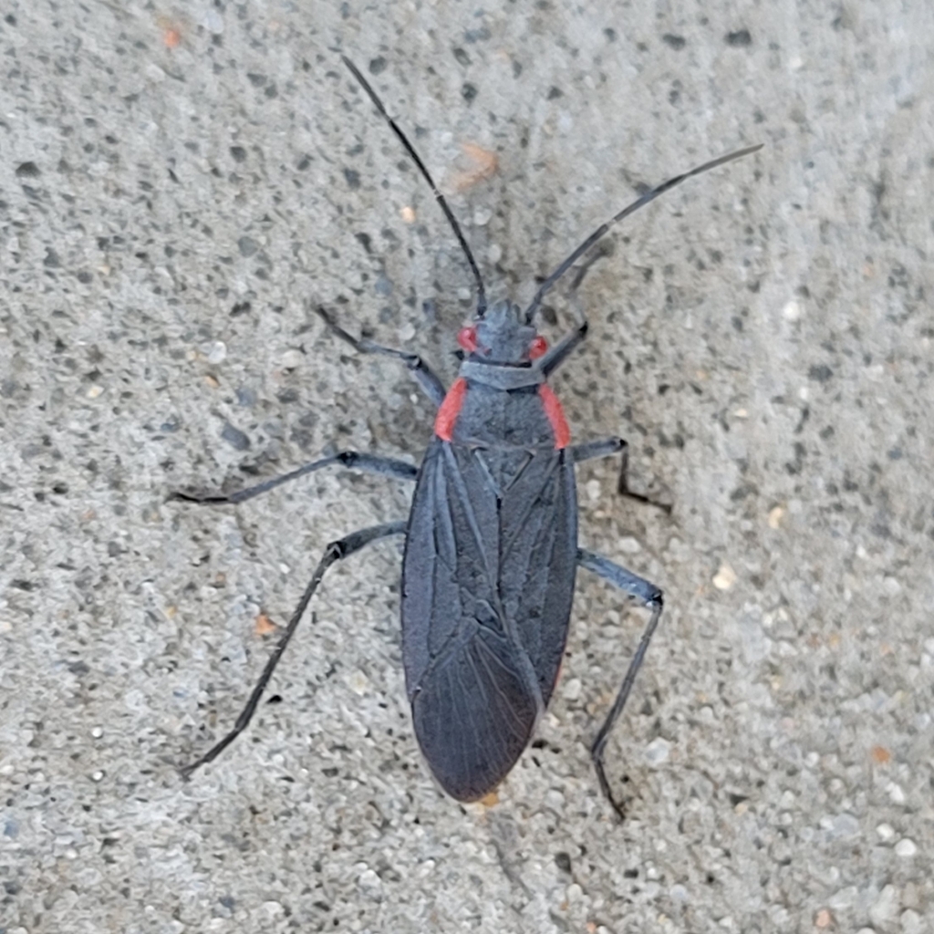 Red-shouldered Bug from Wichita Falls, TX 76301, USA on December 30 ...