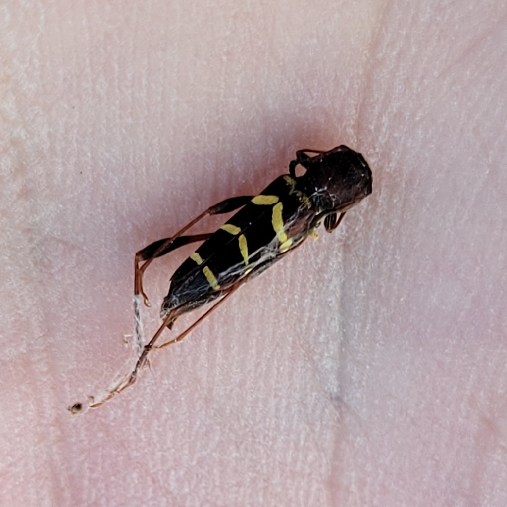 Red-headed Ash Borer from Wichita Falls, TX 76301, USA on January 5 ...