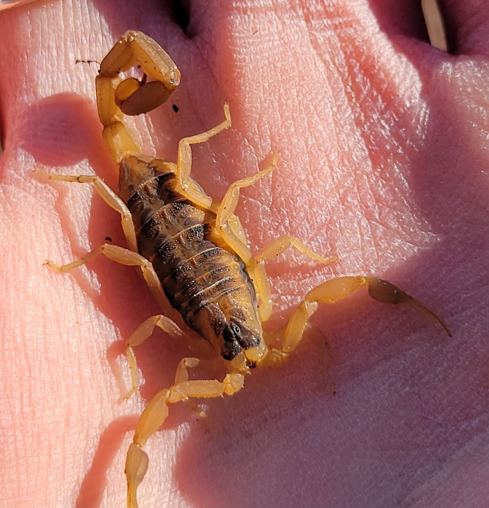 Striped Bark Scorpion from Wichita Falls, TX 76301, USA on January 5 ...