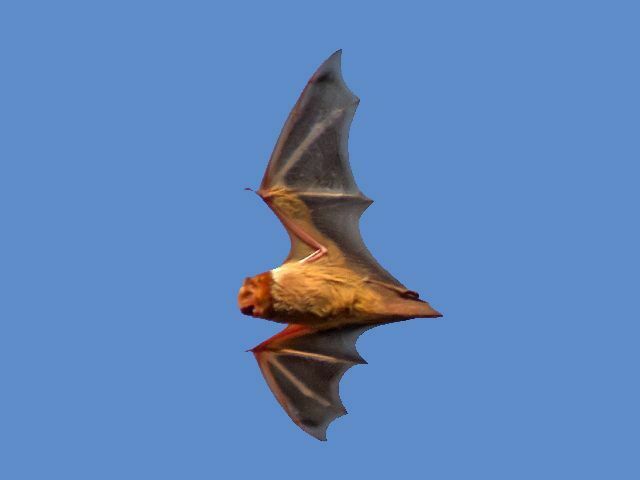 Eastern Red Bat from Alley Park, Queens, NY, USA on December 3, 2012 at ...