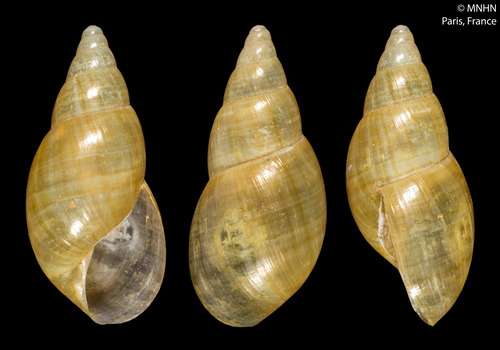 Synapterpes visendus · iNaturalist United Kingdom