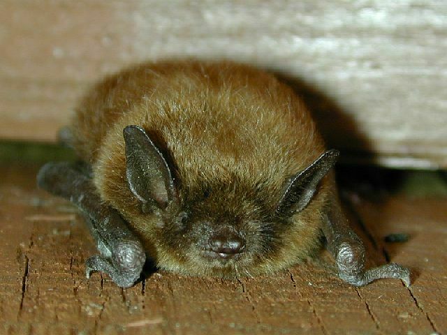 Little Brown Bat from Jamaica Bay Wildlife Refuge, Queens, NY, USA on ...