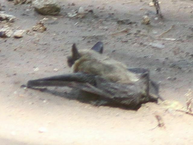 Evening Bats from Montosa Canyon, Arizona 85645, USA on August 07, 2013 ...