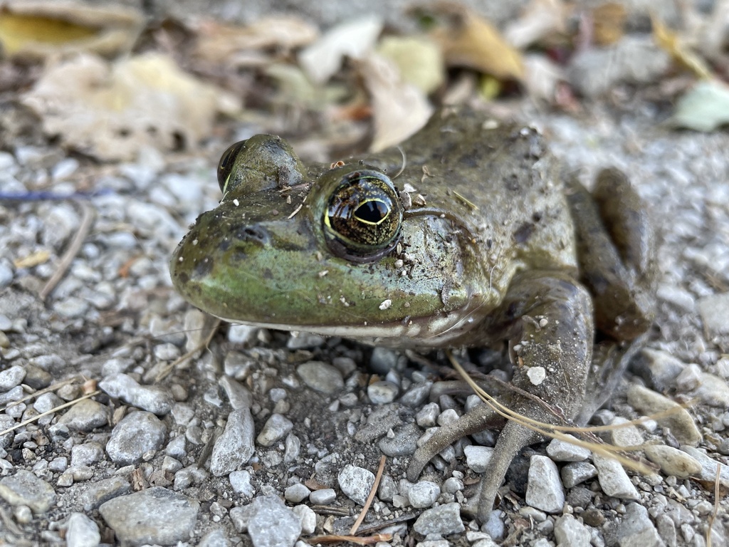 American Bullfrog from Saint Louis Art Museum, St. Louis, MO, US on ...
