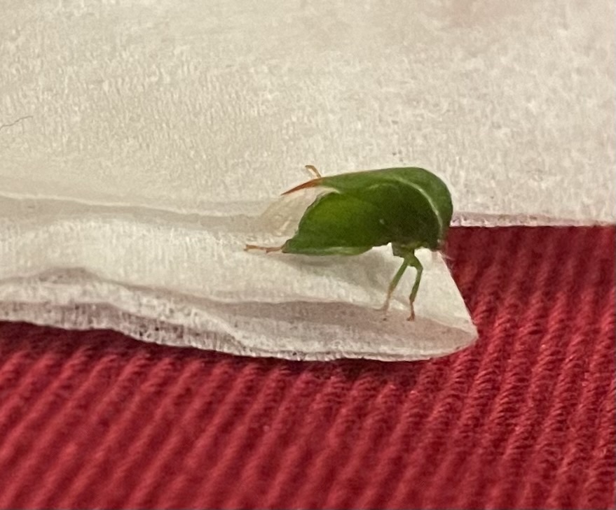 Three-cornered Alfalfa Hopper from Beaver Ln, Discovery Bay, CA, US on ...