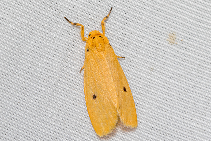 Neasura apicalis from San Sai on November 30, 2023 at 09:45 AM by dave ...