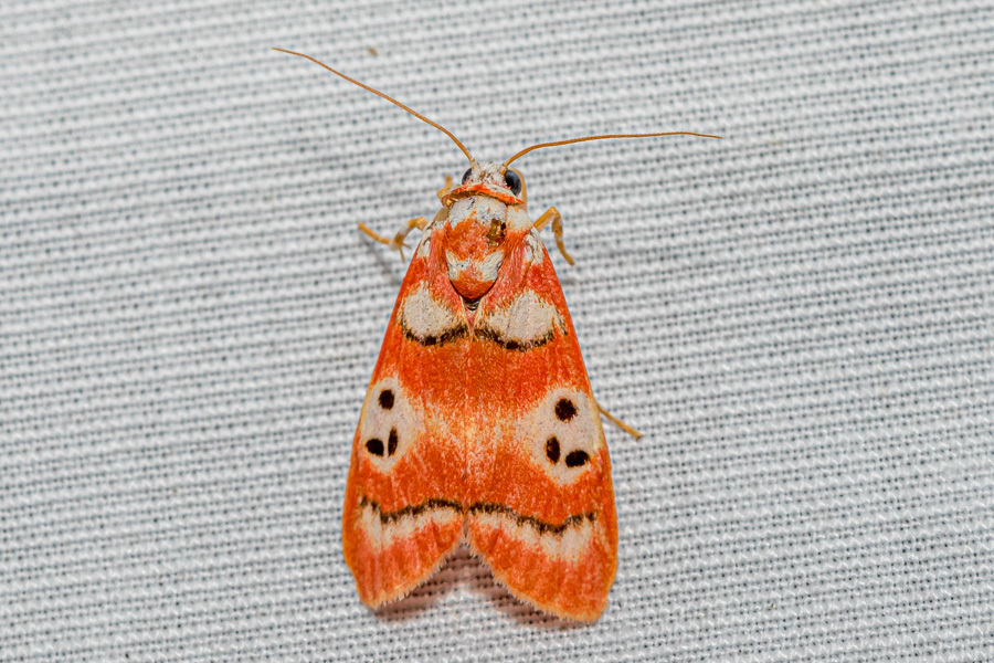 Cyana weerawoothi from San Sai on November 30, 2023 at 09:46 AM by dave ...