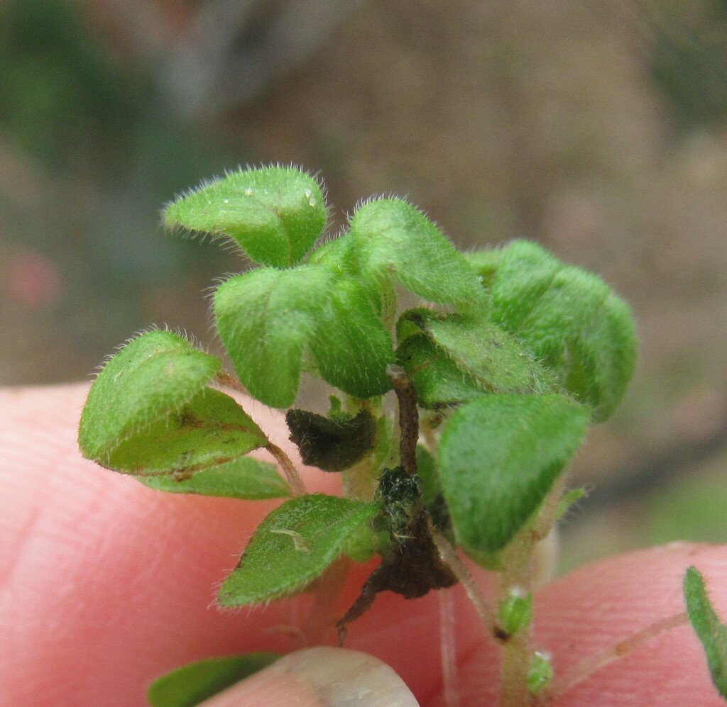 Pennsylvania pellitory from 201 Ackerman St, Rockdale, Milam Co, TX ...