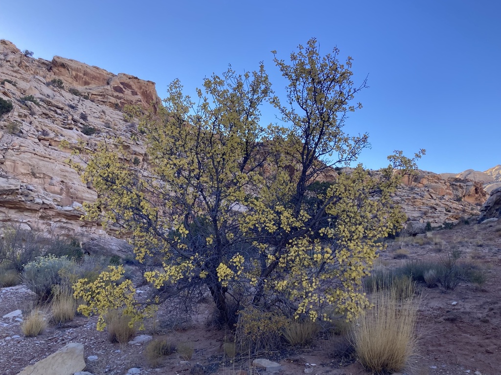 single-leaf ash from Emery, UT, US on October 18, 2023 at 09:23 AM by ...