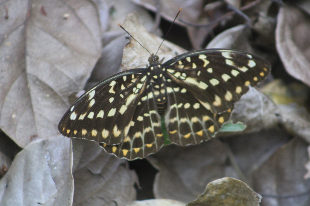 Common Archduke from WV4X+H63, Soi Namtok Mae Sa 4, Tambon Mae Raem ...