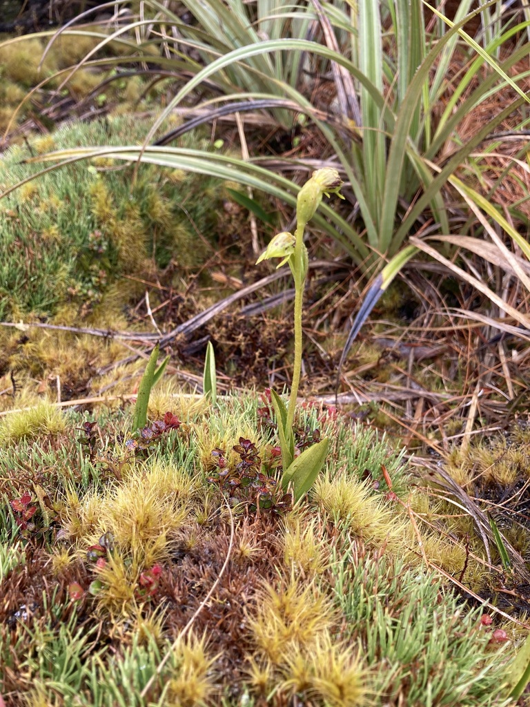 Horizontal Orchid from Kapiti Coast District, Wellington, New Zealand ...
