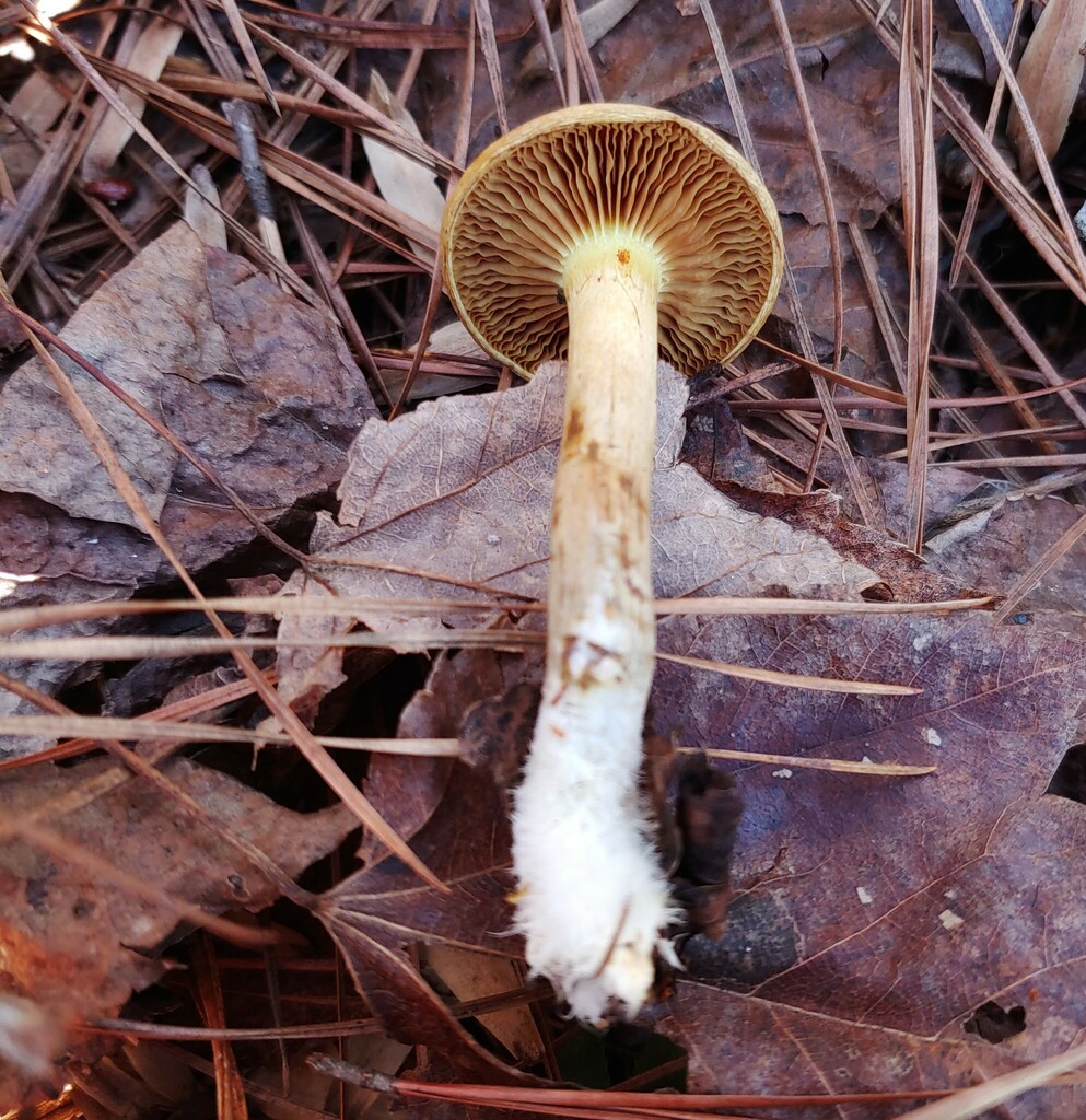 cinnamon webcap from Dekalb County, GA, USA on January 5, 2024 at 11:35 ...