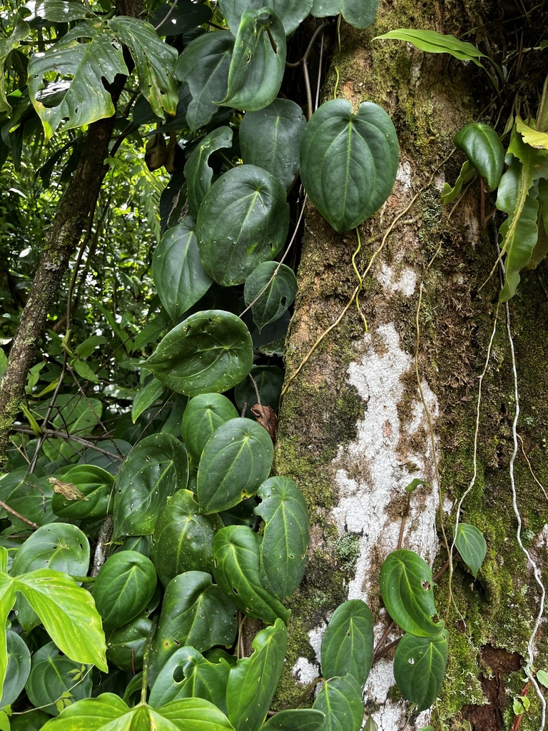 radiator plants from Arenal Volcano National Park, San Carlos, Alajuela ...