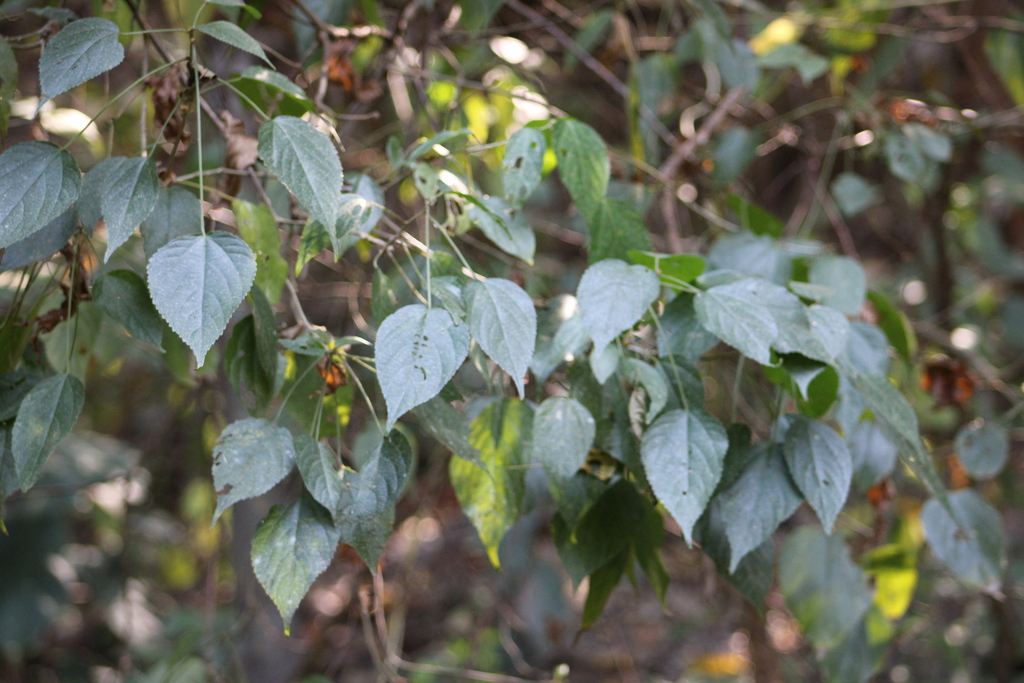 dicots from WV4X+H63, Soi Namtok Mae Sa 4, Tambon Mae Raem, Amphoe Mae ...
