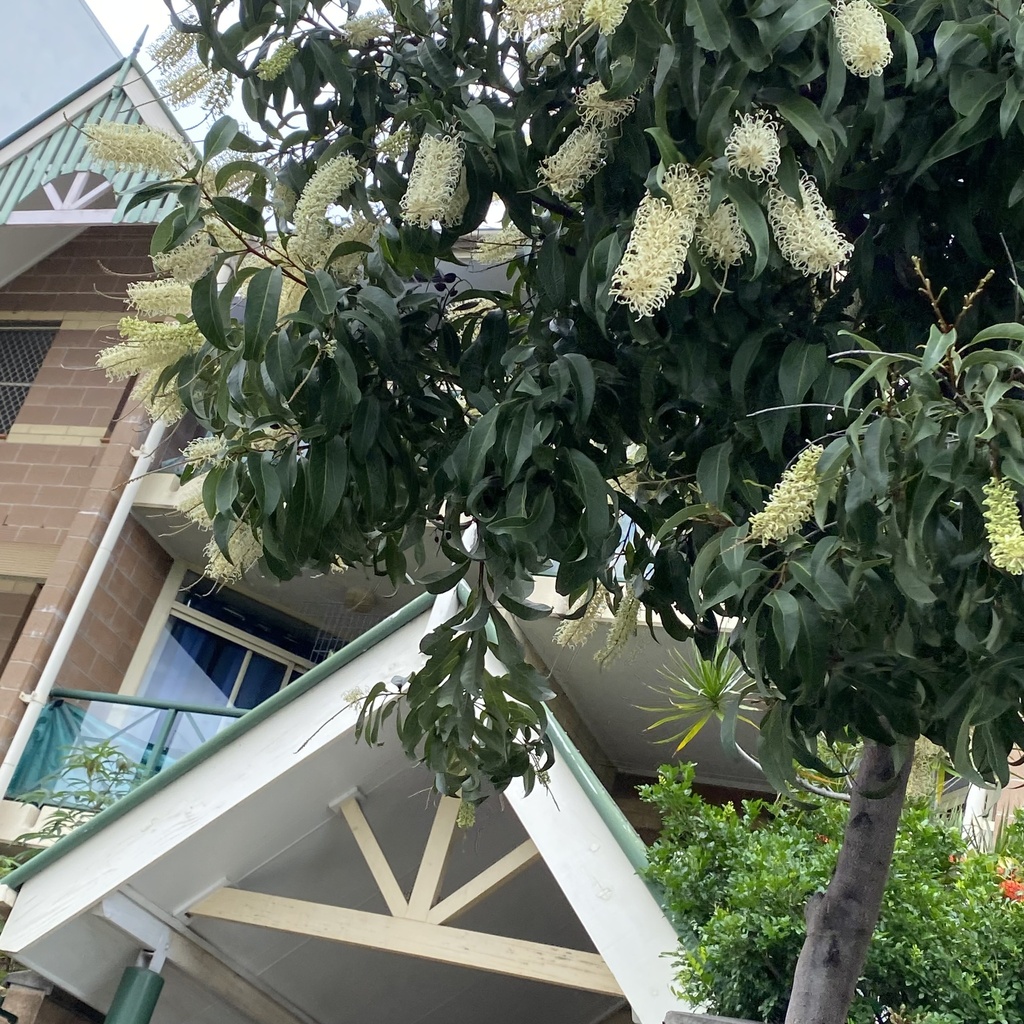 Protea family from George St, Brisbane, QLD, AU on January 6, 2024 at ...