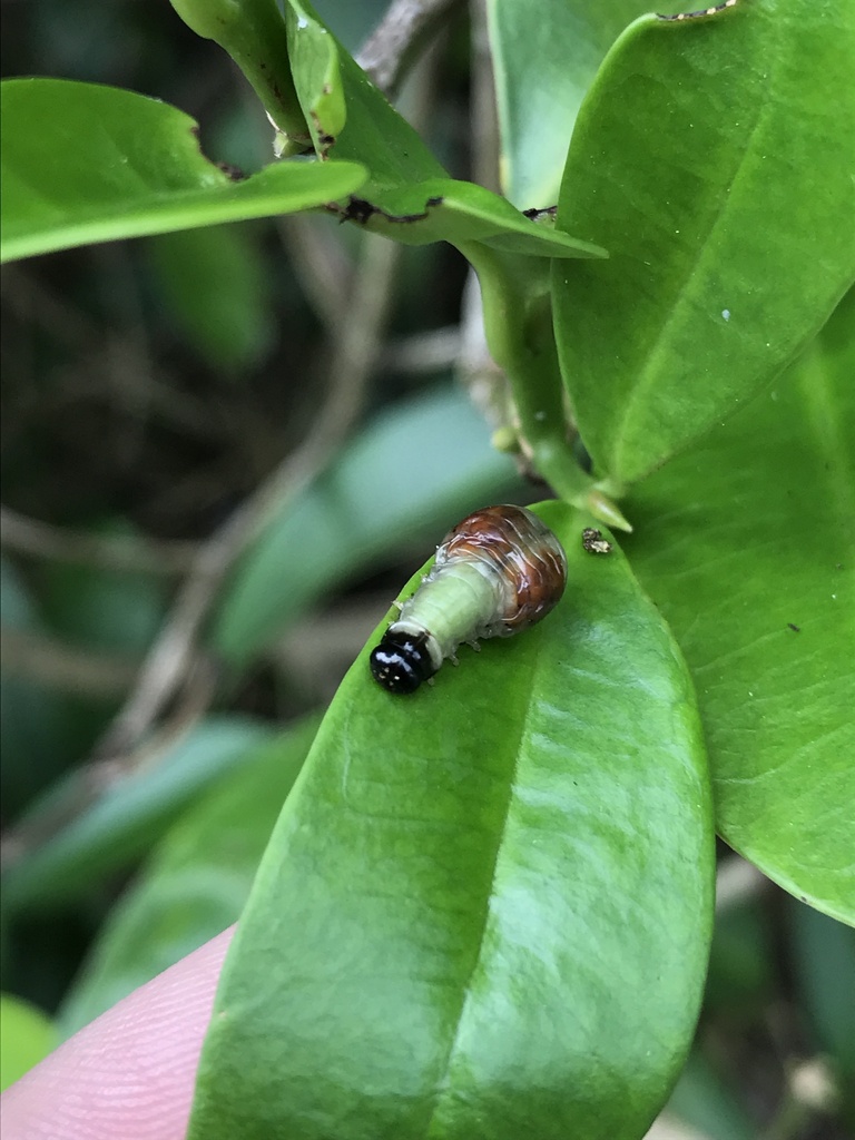 Fuscous Swallowtail from Pine Rivers Bal, AU-QL, AU on January 6, 2024 ...