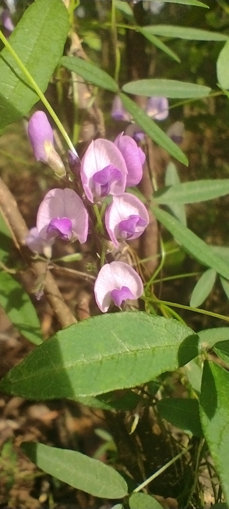 Glycine microphylla from Surf Beach NSW 2536, Australia on January 6 ...