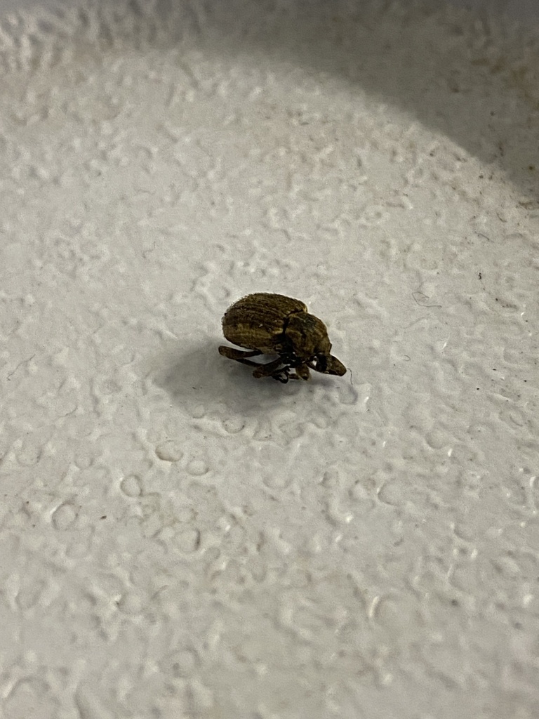 Clover Leaf Weevil from Hans Hill Dr, Madison Heights, VA, US on ...