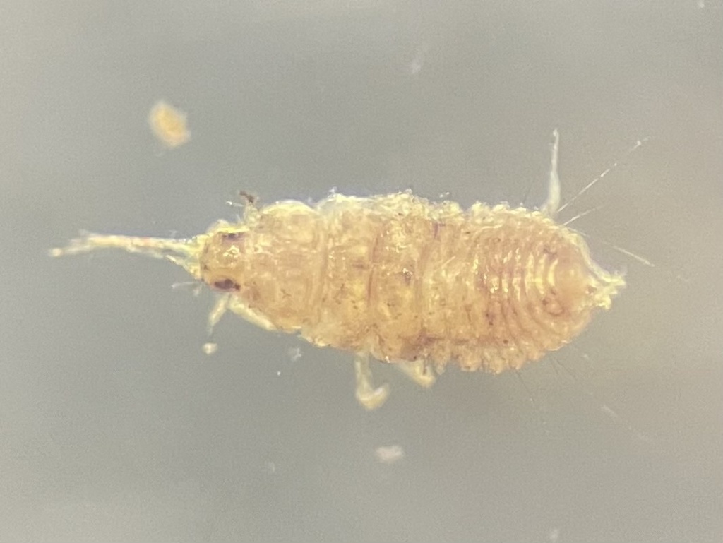 Sisyra apicalis from Oviedo, FL, US on May 2, 2023 at 12:41 PM by ...