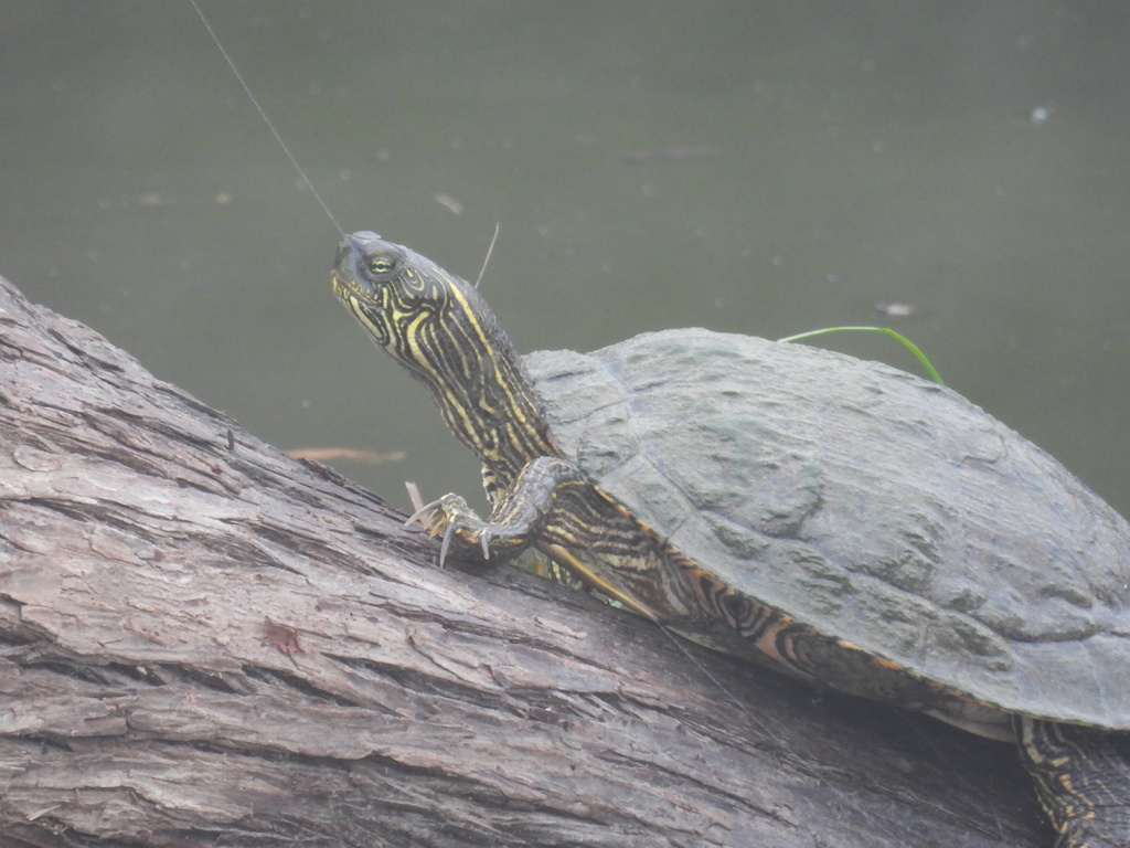 Texas Cooter from McKinney Falls State Park, 5808 McKinney Falls Pkwy ...