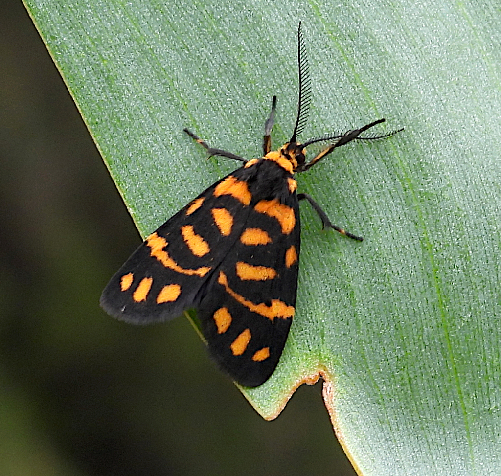 Lydia Lichen Moth from Iluka NSW 2466, Australia on January 5, 2024 at ...