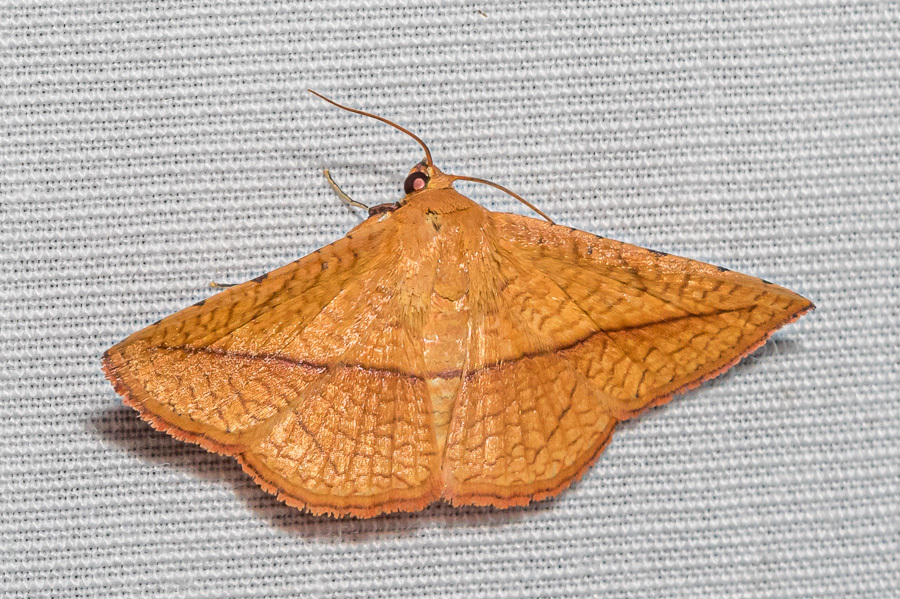 Striglina scitaria from San Sai on November 24, 2023 at 10:37 AM by ...