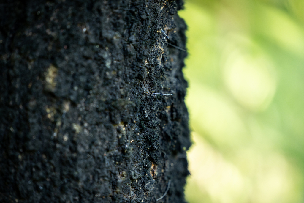 Sooty Beech Scale from Maitai, Nelson 7010, New Zealand on January 1 ...