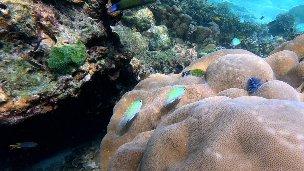 Peacock Damsel from Koh Rok Yai, Thailand on December 29, 2023 at 11:30 ...
