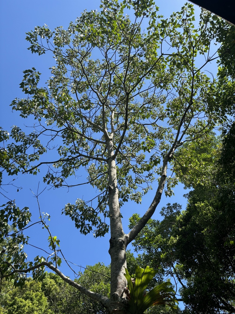 Candlenut from Bellthorpe National Park, Bellthorpe, QLD, AU on ...