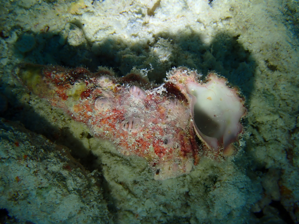 Giant Nodulose Creeper from Butaritari, Kiribati on December 28, 2023 ...