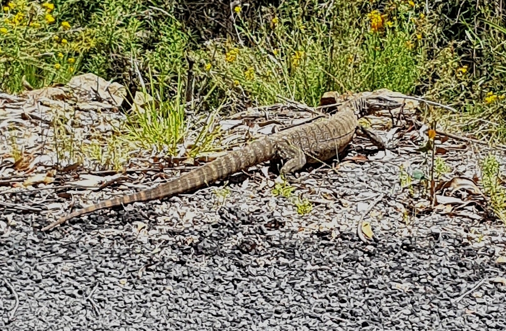 Heath Monitor from Tinderry NSW 2620, Australia on January 6, 2024 at ...