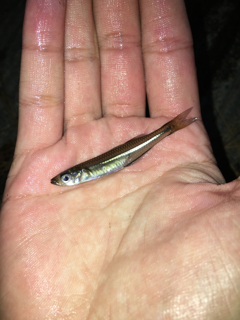 Inland Silverside from Tull Creek, Moyock, NC, US on October 9, 2023 at ...