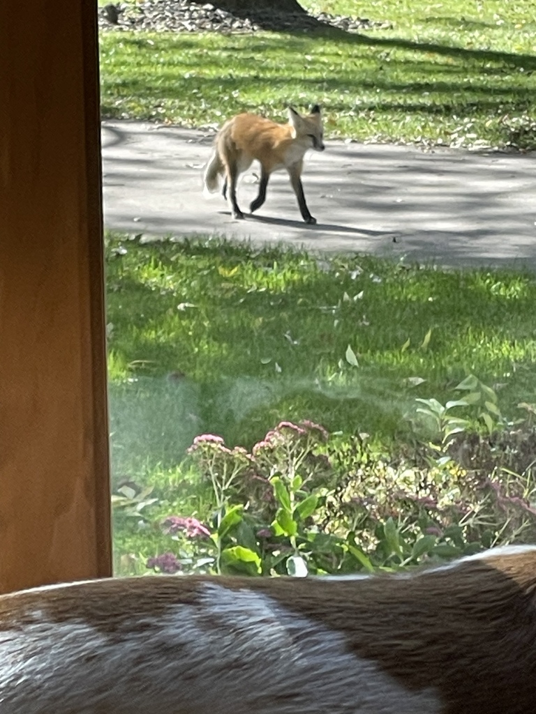 Red Fox from Dayton, MN, USA on October 17, 2023 at 12:38 PM by ...