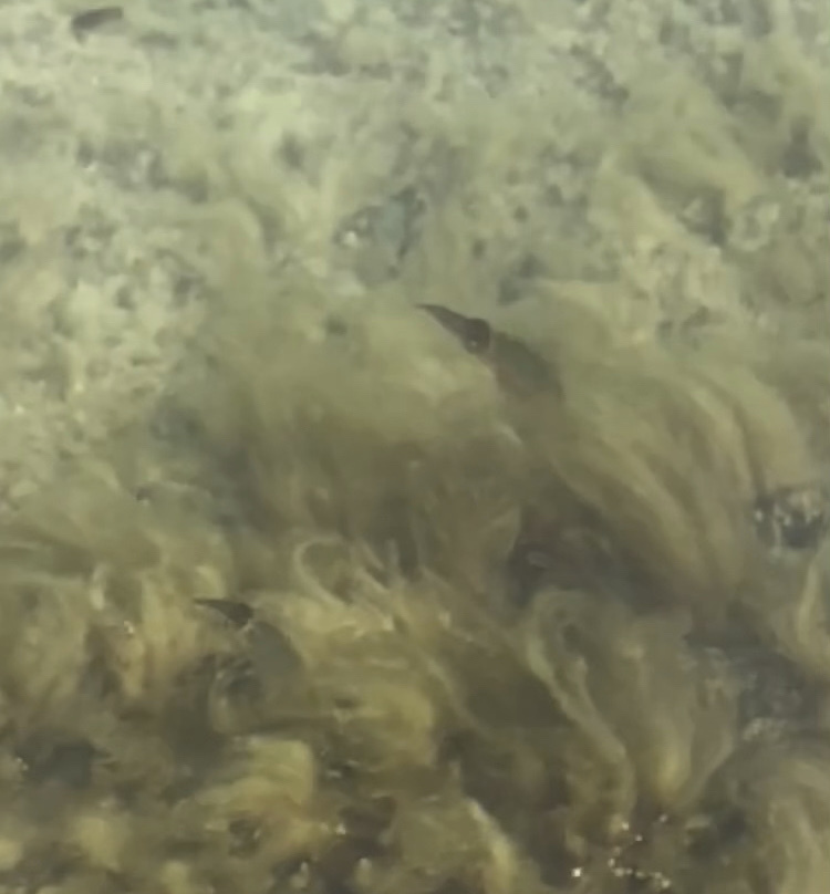 Southern Reef Squid from Matiatia Bay, Waiheke Island, Auckland, NZ on ...