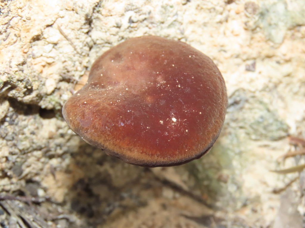 Phylloporus from Mount Gravatt Outlook Res, Mount Gravatt QLD 4122 ...