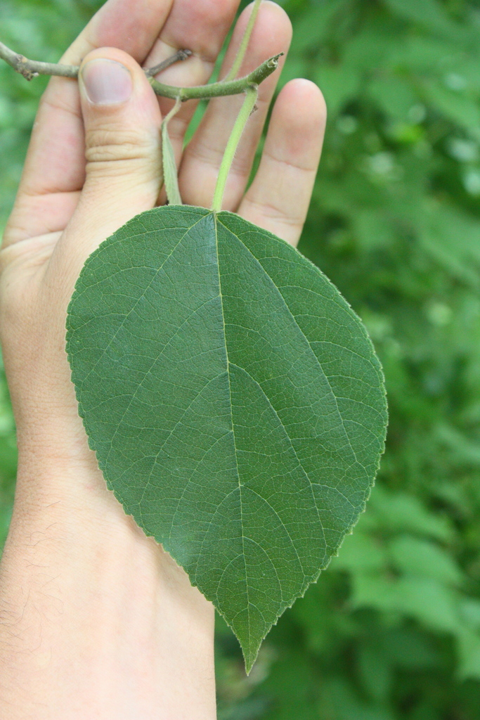 Paper Mulberry (LA Urban Forest Program) · iNaturalist Mexico