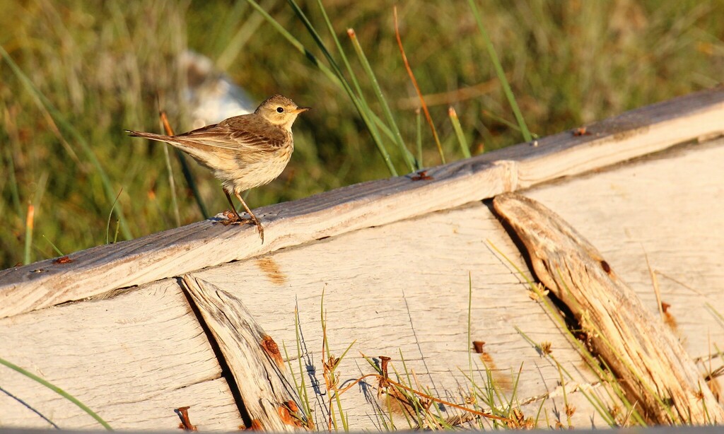 American Pipit from Villa Corona, Jal., México on January 5, 2024 at 08 ...