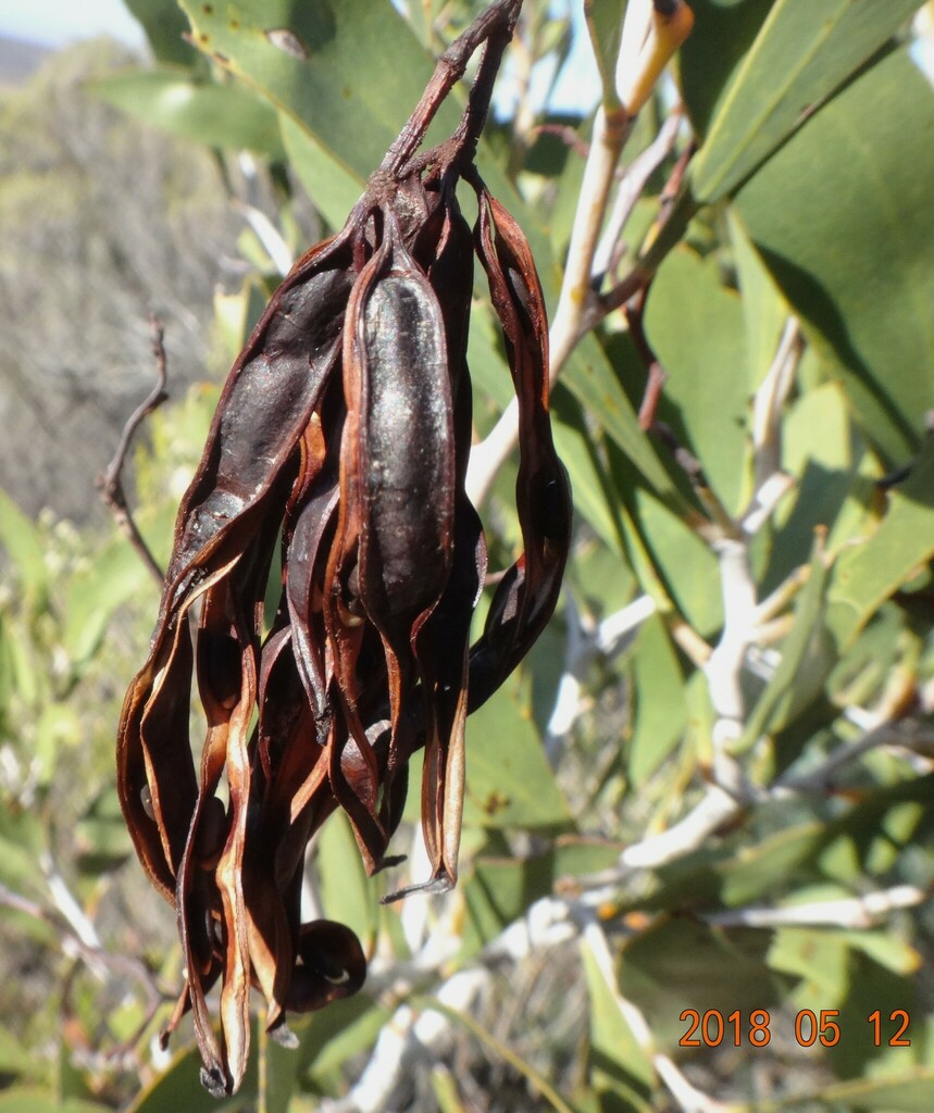 Hakea-leaved Wattle from Quorn SA 5433, Australia on May 12, 2018 at 02 ...