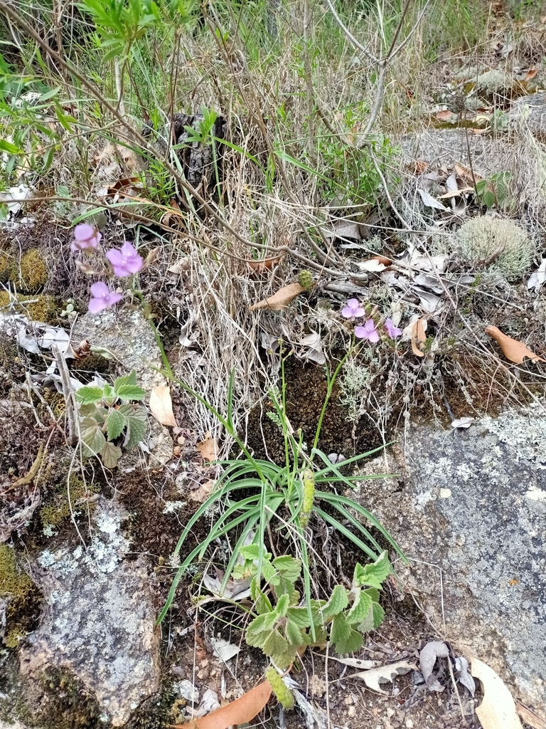 Grass Lily from Crow's Nest - Pt B, AU-QL, AU on January 6, 2024 at 02: ...