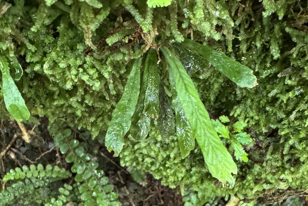 Common strap fern from Egmont National Park, Egmont National Park ...