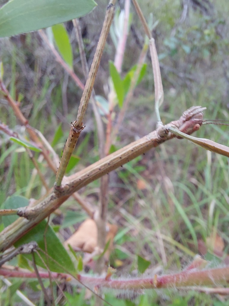 tessellated stick insect from Brisbane QLD, Australia on January 5 ...